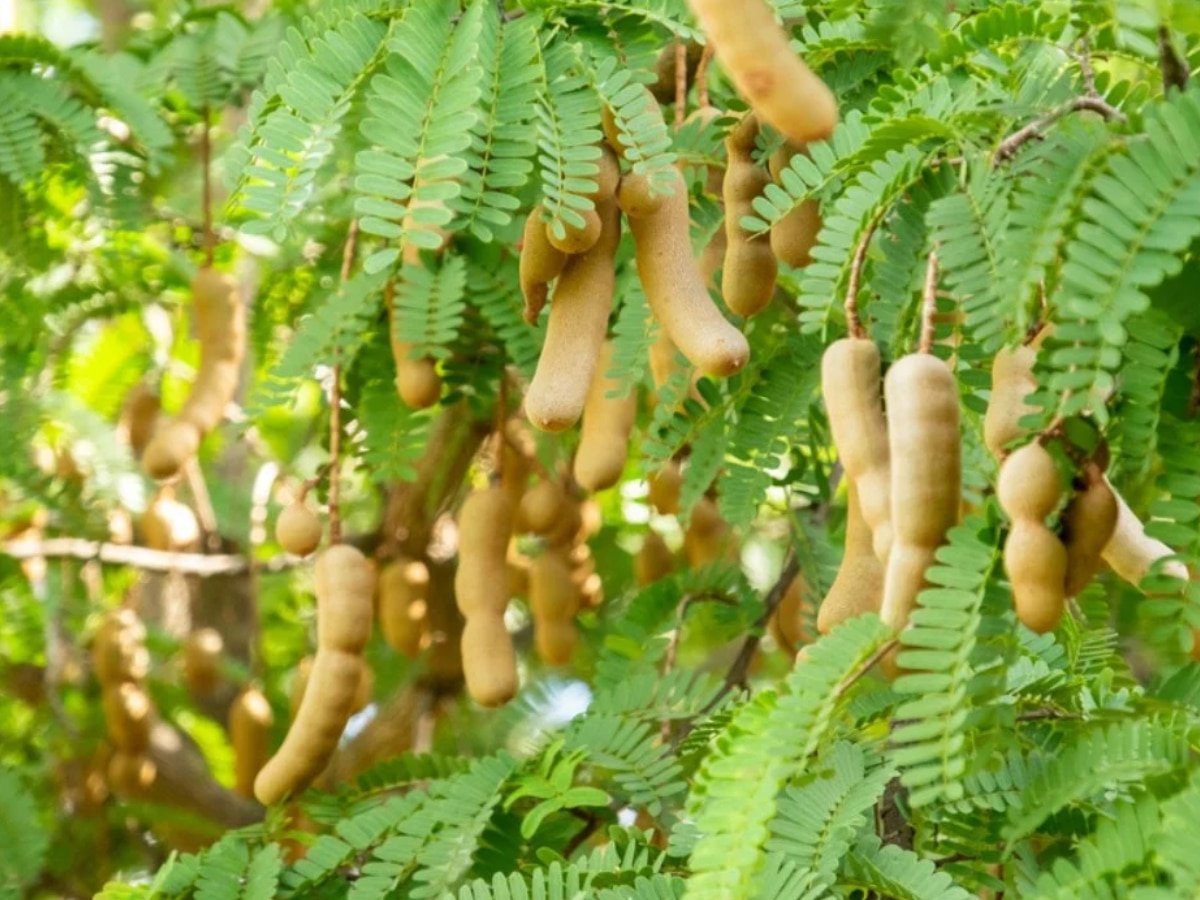 Vasti tips for home in hindi unlucky palnts for house maa laxmi get ...