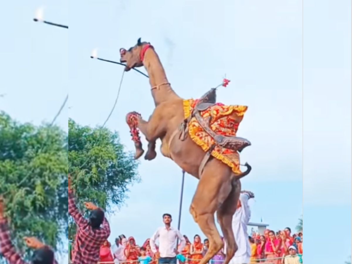Animal Video Camel jumps and dances on Haryanvi song | Animal Video ...