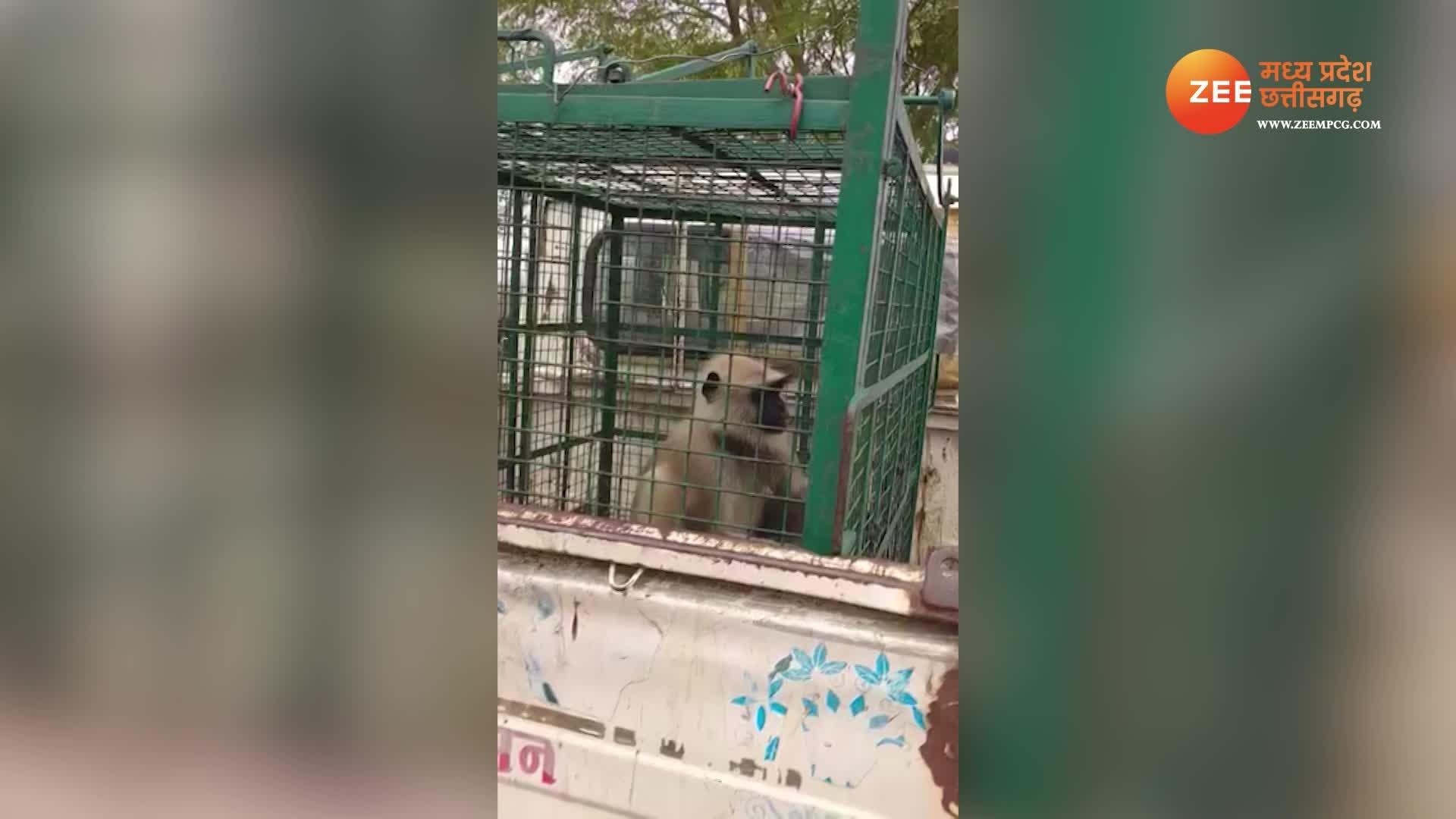 Monkey Viral video terror monkey prize 21 thousand caught 30 people ...