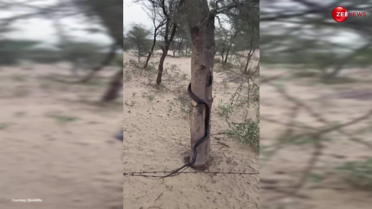 king cobra climbed the tree jumping like monkey never seen video of ...