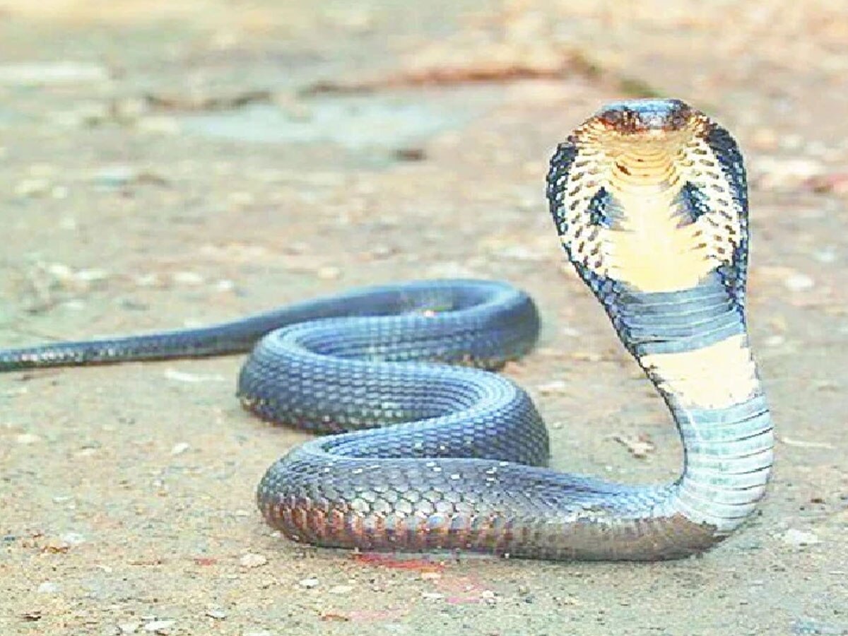 Saanp ko Bhagane ke Upay how to get rid of snakes from home |Saanp ko ...