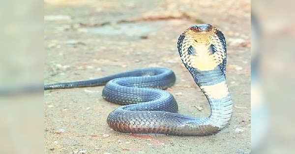 Saanp ko Bhagane ke Upay how to get rid of snakes from home |Saanp ko ...