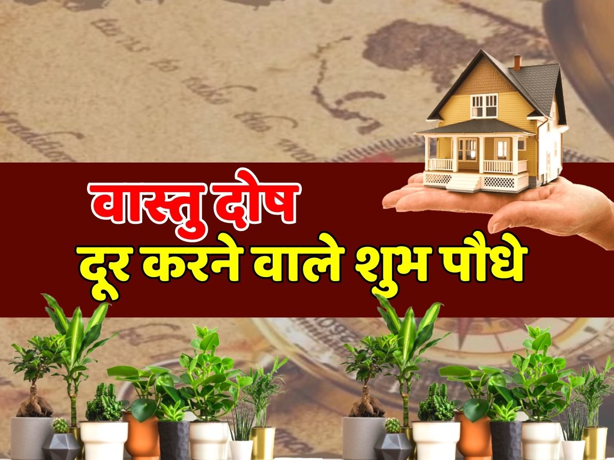 Vastu tips Auspicious plants that remove Vastu defects blessings of God ...