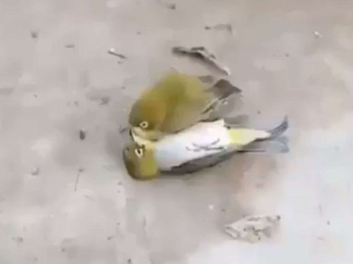 Animal Video sparrow gave life in his arms Titanic love of birds ...