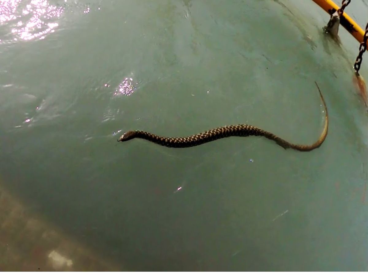 King Cobra Before Shravan snake took a dip in Haridwar Ganga river ...