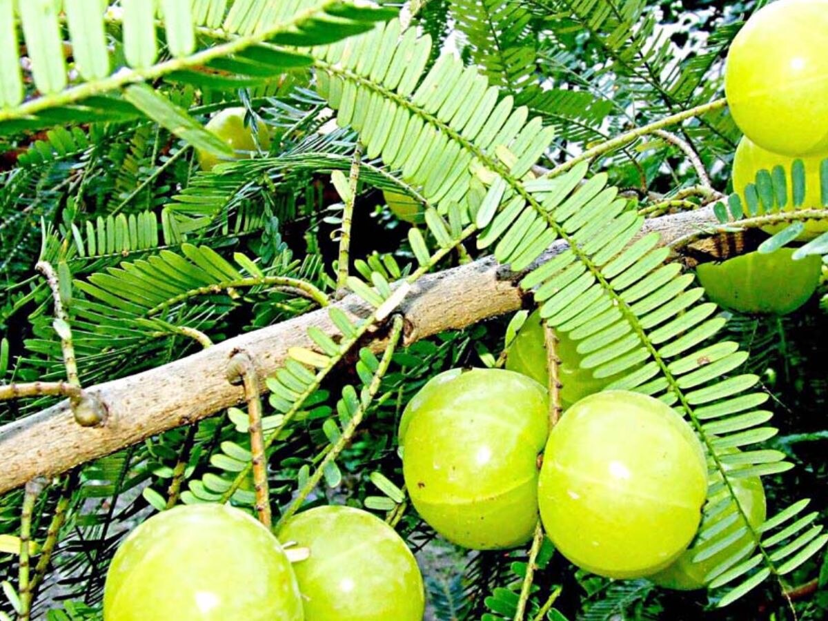 Astro Tips Which tree should be worshiped on which day according to ...