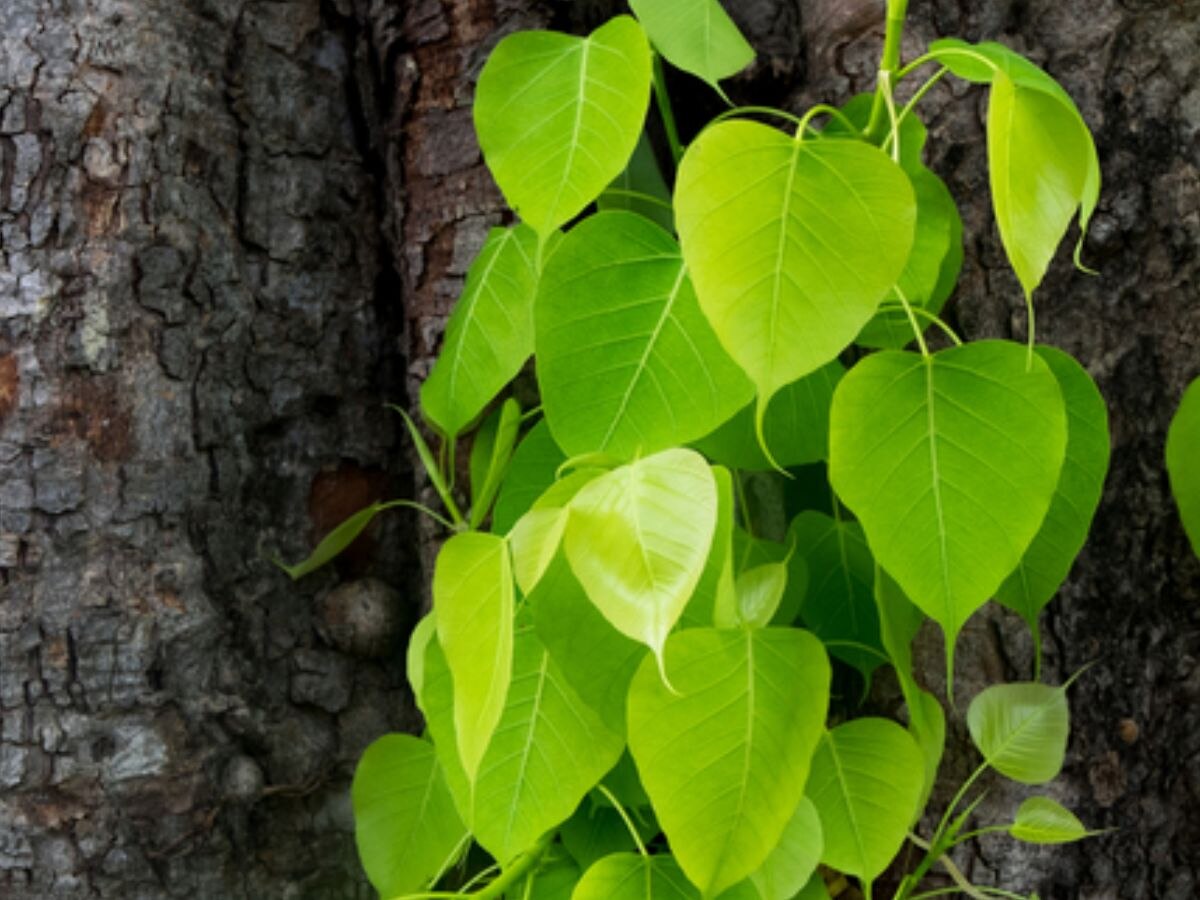 Astro Tips Which tree should be worshiped on which day according to ...