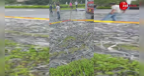 countless king cobra on the ground will shock your heart mind both ...