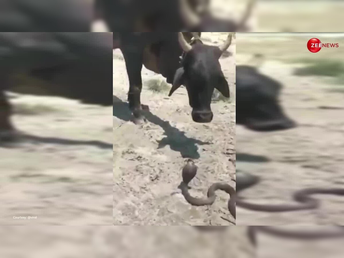 King Cobra Video: नागिन को छोड़कर गाय के साथ इश्क लड़ा रहा था किंग ...
