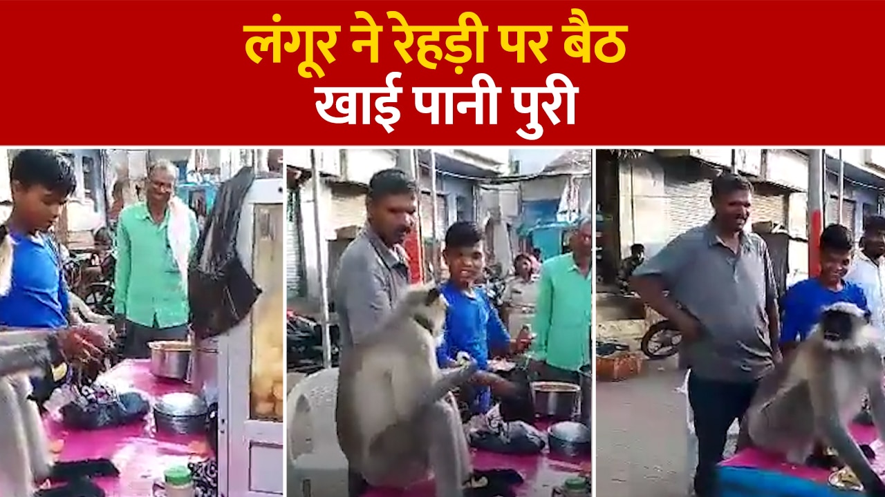 Viral video monkey eating pani puri at street vendor in gujarat ...