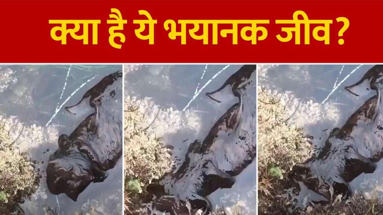 Water Monster Viral Video Very dangerous and strange animal spotted in ...