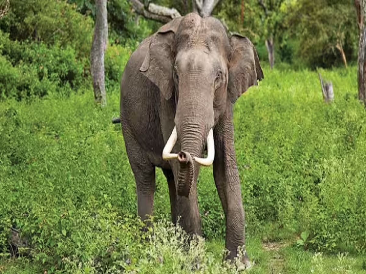 elephants Terror in Jharkhand broke school and house licked grain ...