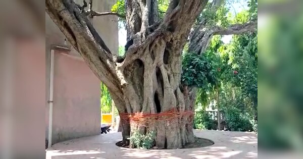 sambhal 5000 years old kadamb tree devotees come from far and wide to ...