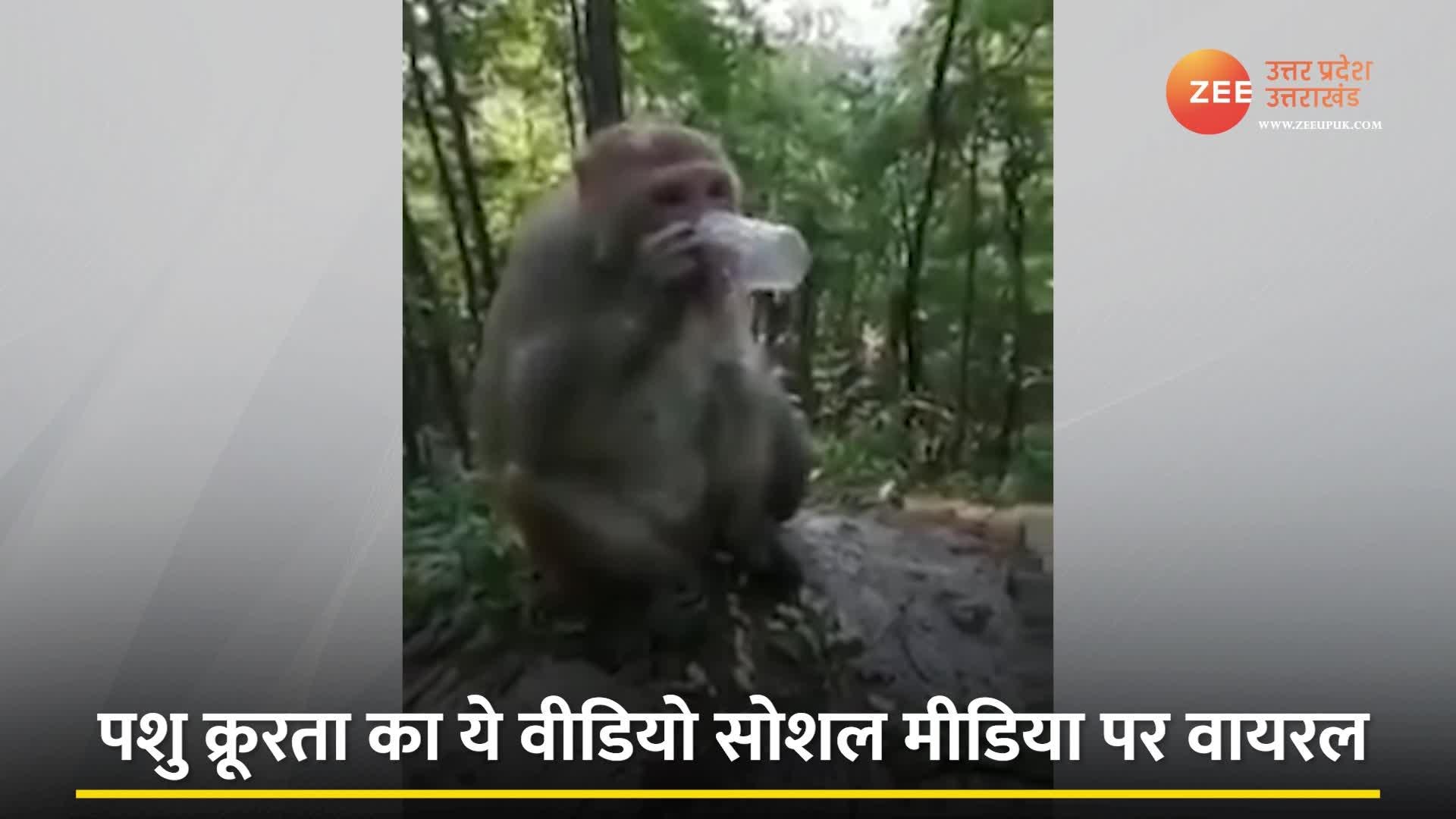 Little Monkey drank alcohol at Birthday Party create ruckus video viral | बंदर को पिला दी शराब ...