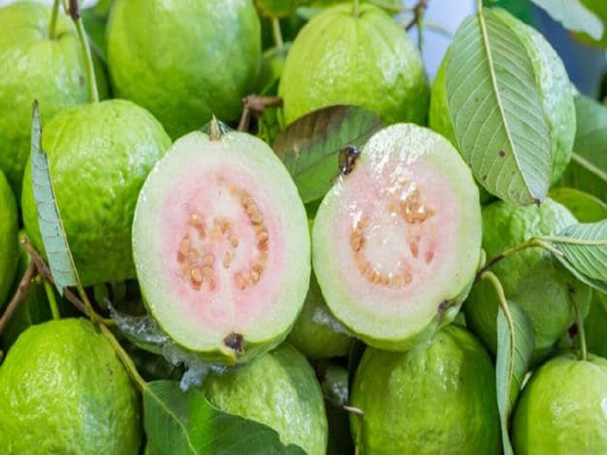 Guava Benefits: ଜାଣନ୍ତୁ ପିଜୁଳି ଖାଇବାର ଫାଇଦା, ପାଞ୍ଚୋଟି ପଏଣ୍ଟରେ...