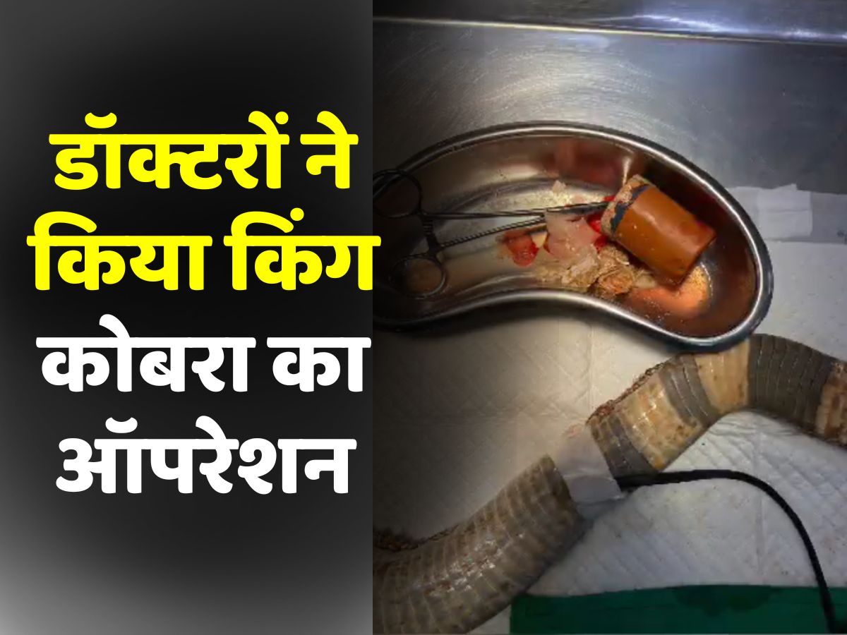 Operation Of King Cobra In Hospital Doctors Treated Snake Like Humans ...