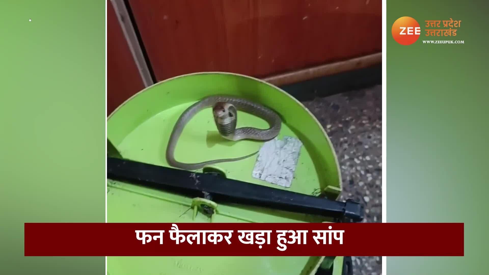 Snake hidden under the dustbin of the house fan failakar baitha saanp ...