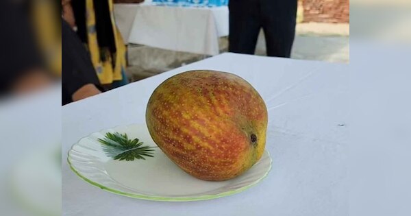 worlds most expensive mango in Chhattisgarh International market price ...