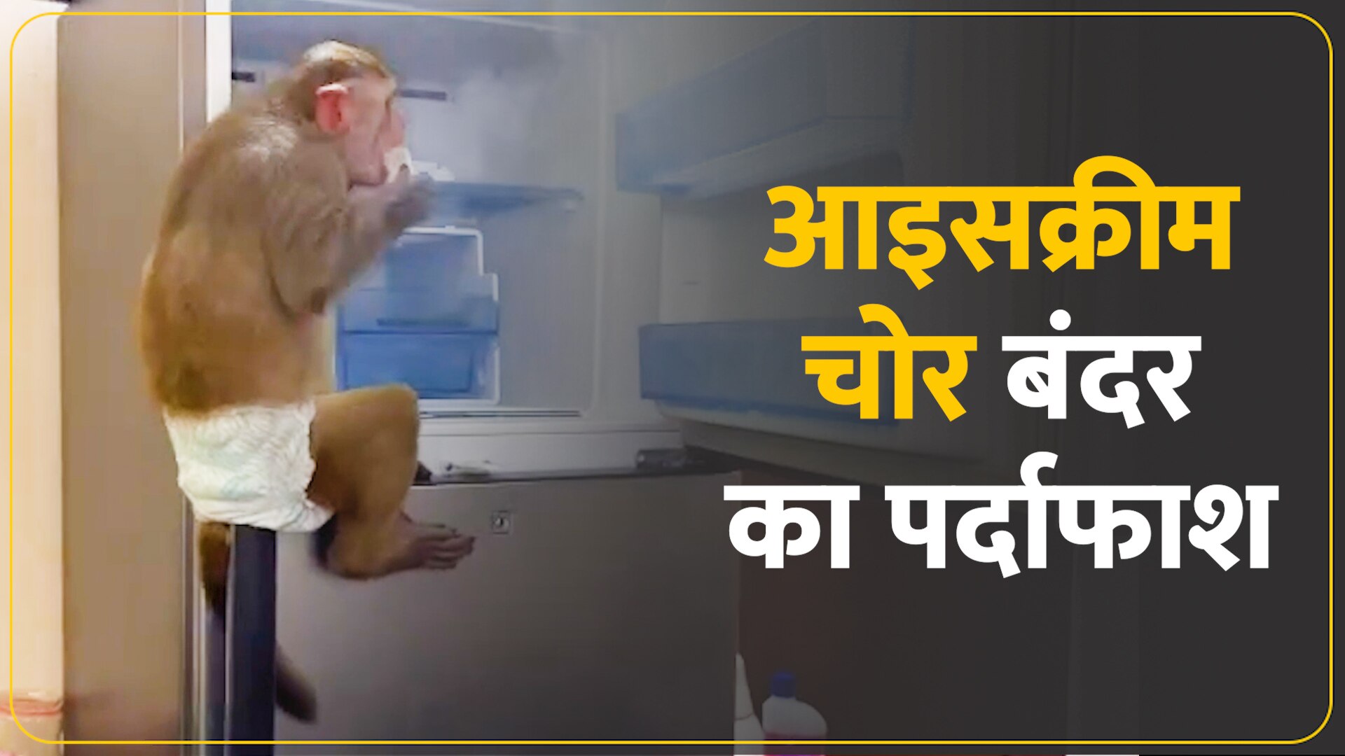 monkey stealing ice cream from restaurant fridge mischievous video goes ...