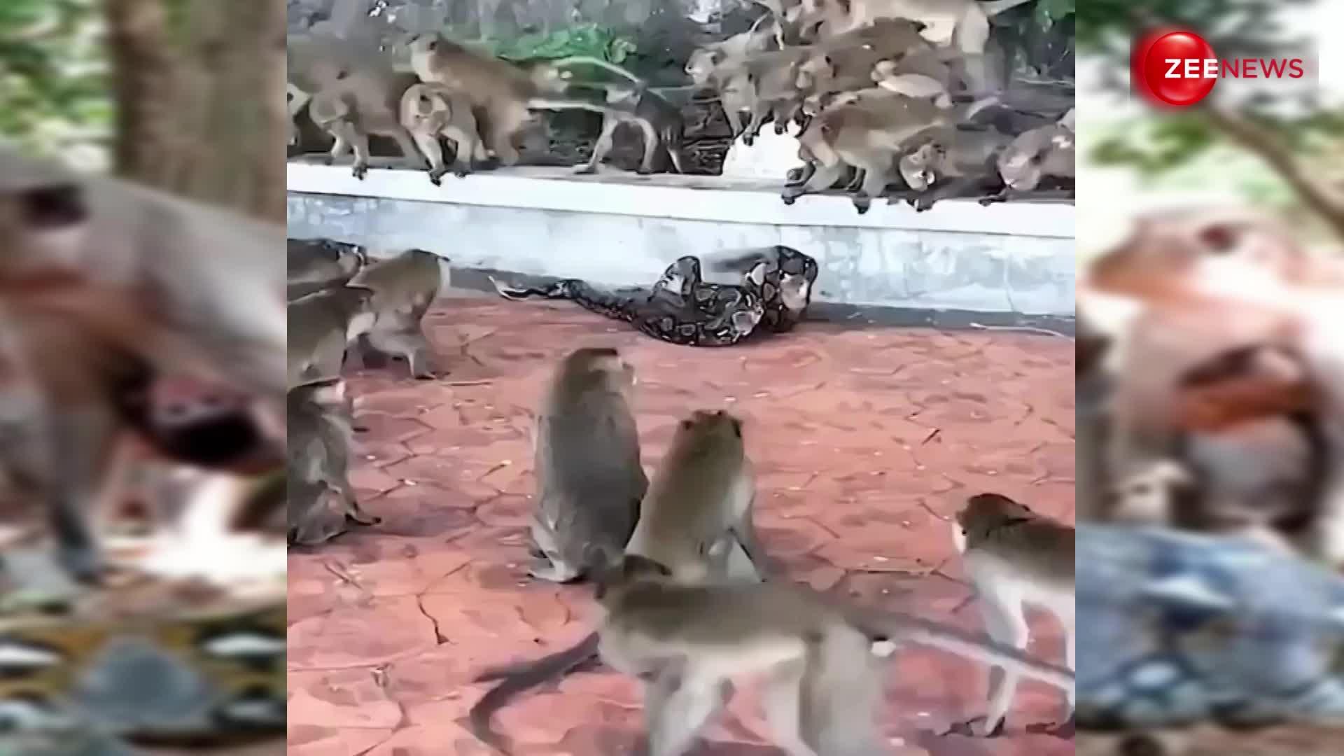 jungle video! great big python swallow baby monkey in shock | एक झटके ...