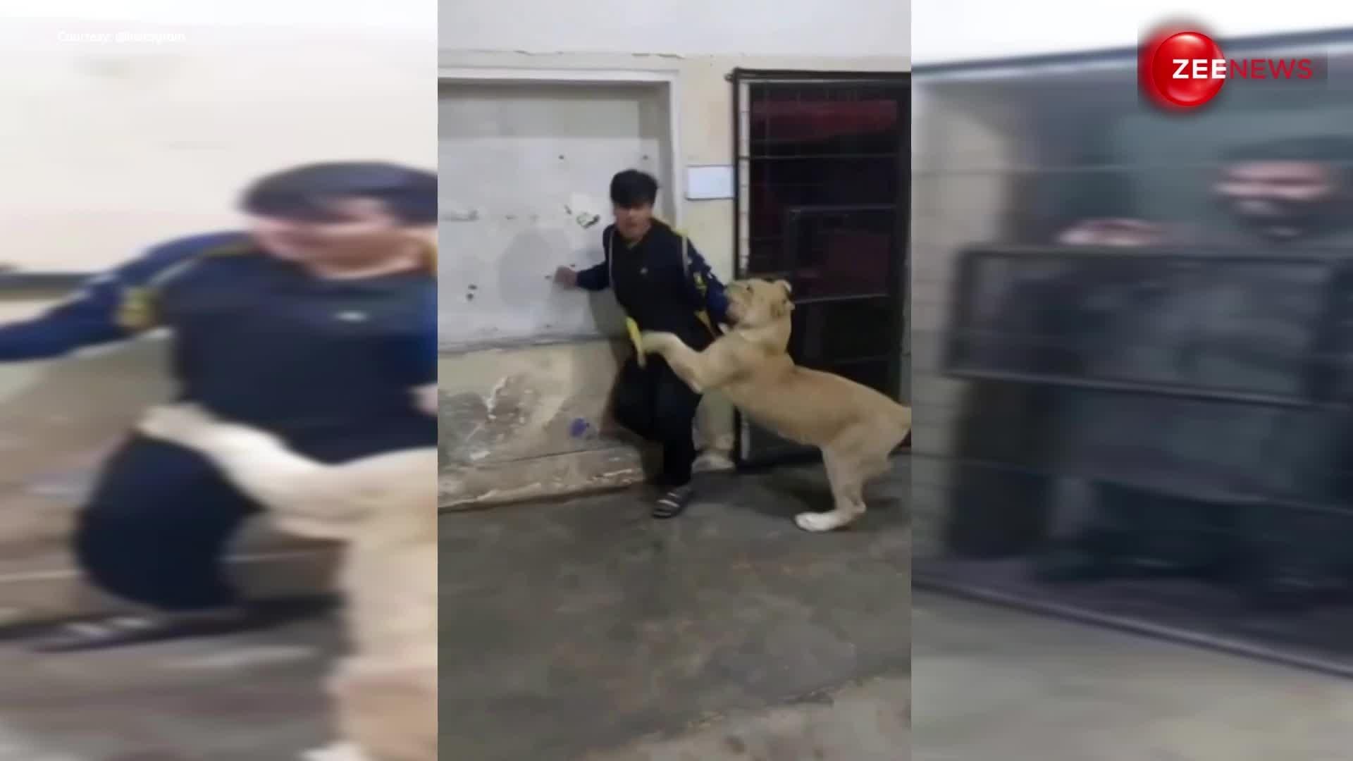lion attacks man runs to save his life | फालतू में शेर से पंगा लेना पड़ ...