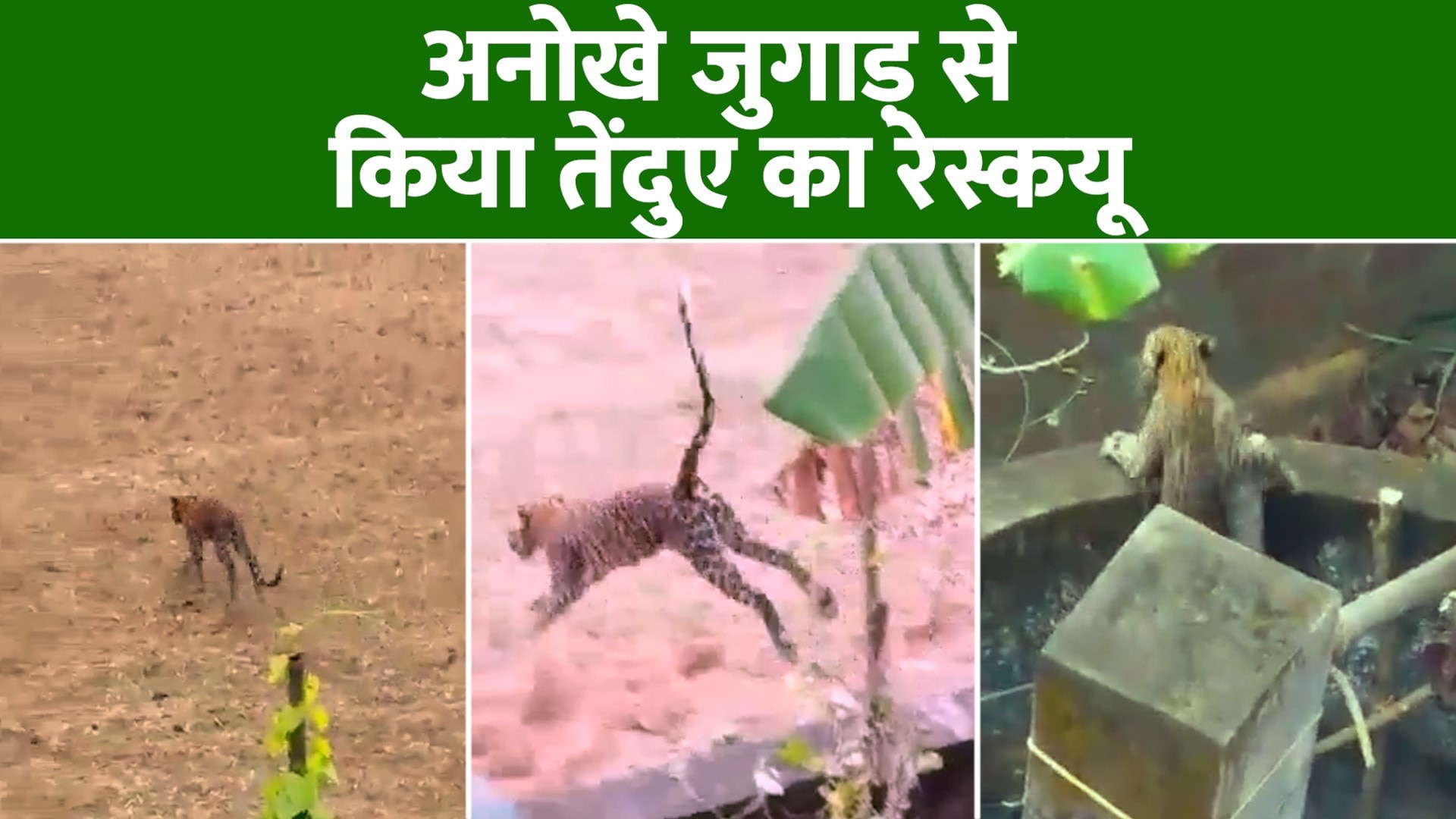 leopard Rescue by Ladder put into the well by rescue team this video ...
