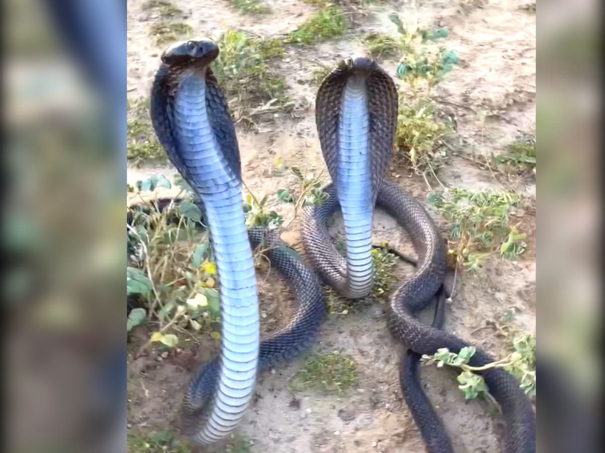 King Cobra Video Nag Nagin were doing romance then this person came ...