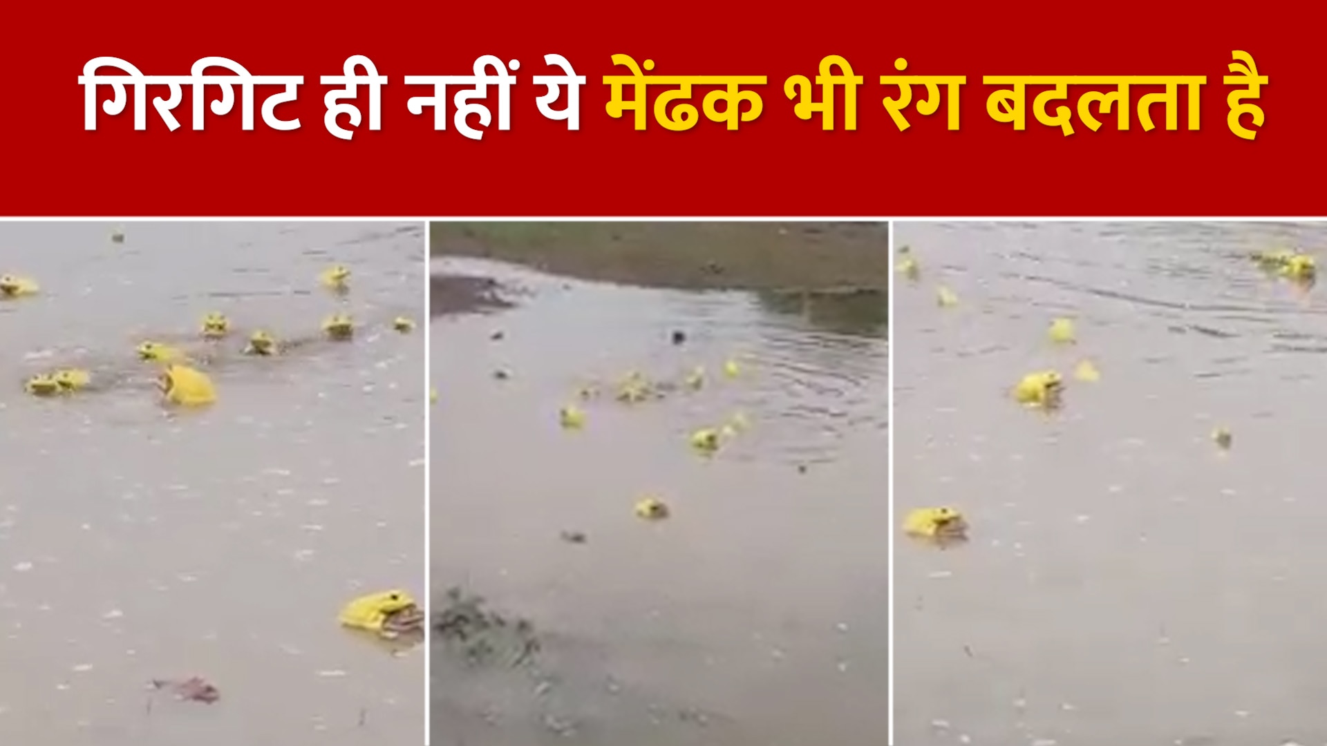 Mendhak Ka Video Frog Changing Colour Like Chameleon Yellow Frog In ...