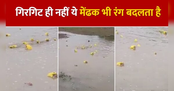 Mendhak Ka Video Frog Changing Colour Like Chameleon Yellow Frog In ...
