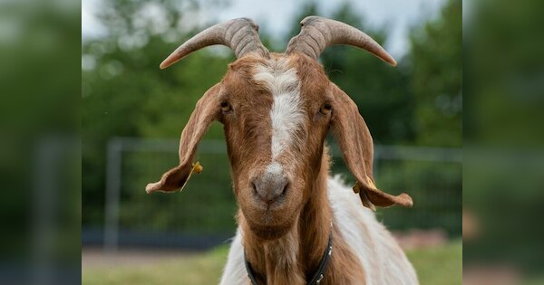 Goats with Allah birthmarks up for sale at premium of Rs 51 lakh | बकरे ...