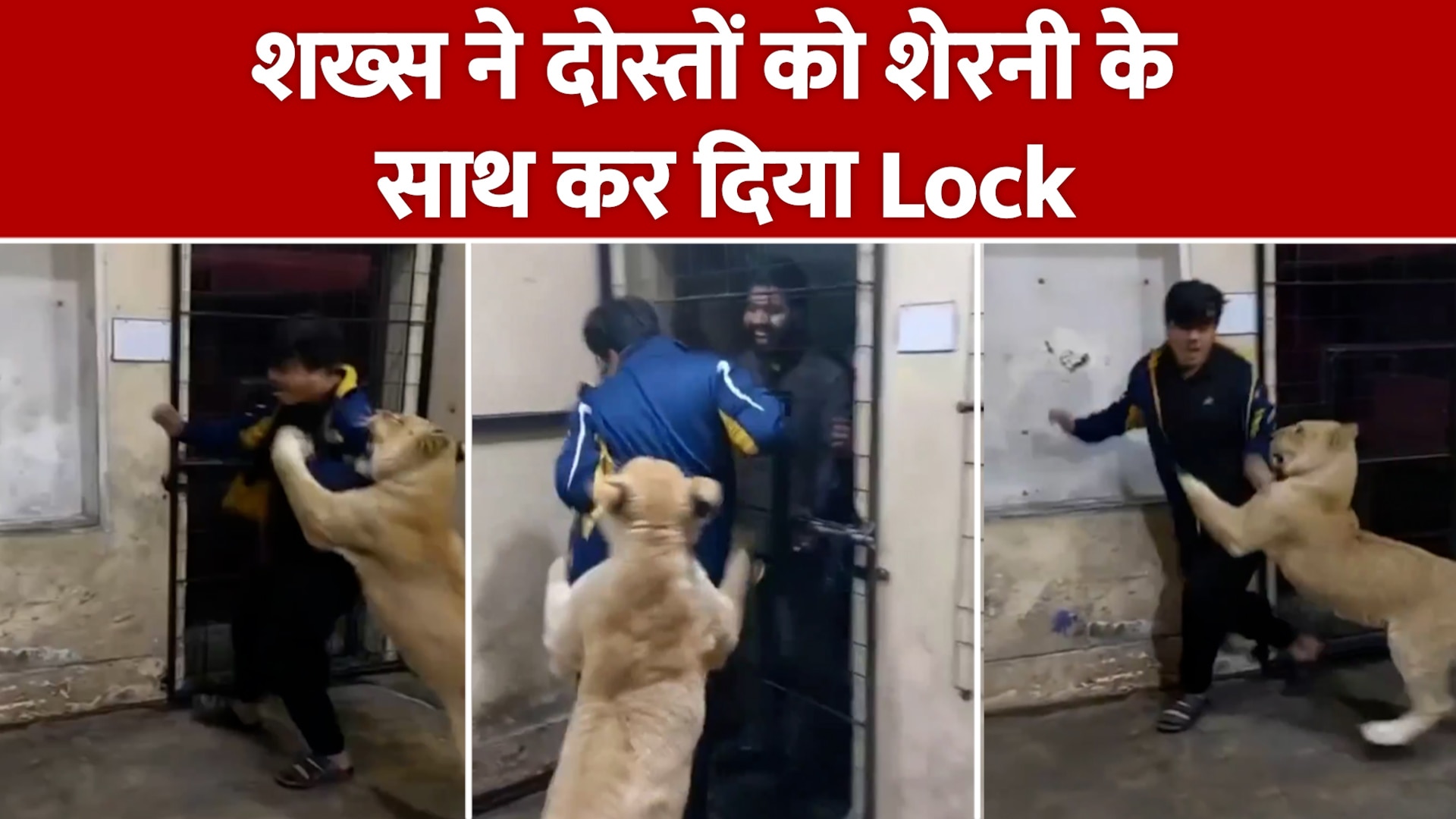Sherni Ka Khatarnak Video The man locked his friends with the lioness ...
