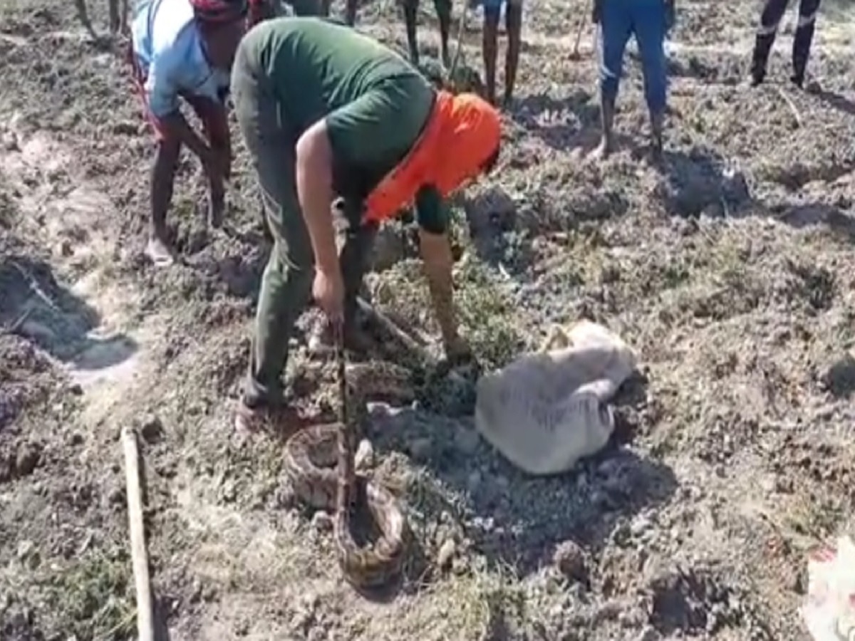 Huge python found in Ramnagar Sonkhar snake catcher caught with help of ...