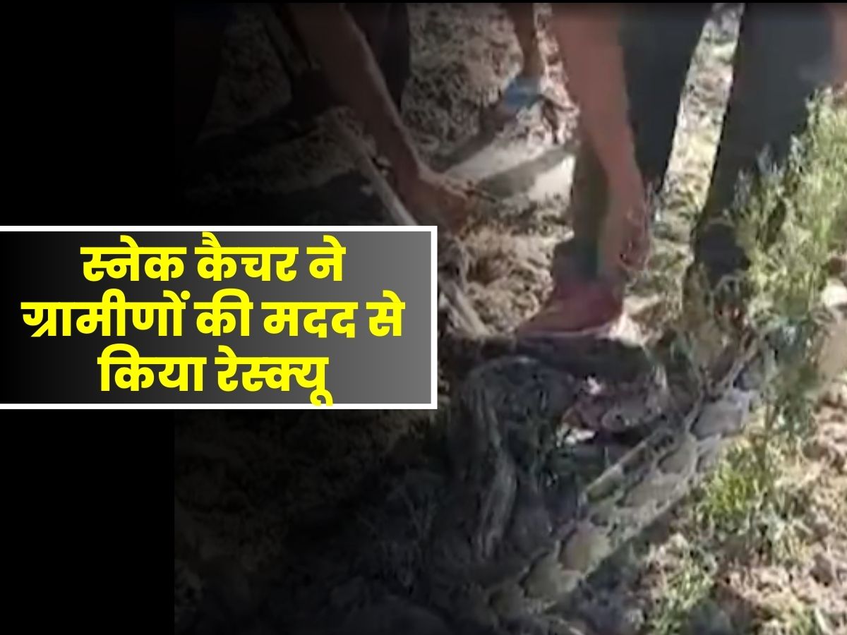 Huge python snake found in Ramnagar Sonkhar Snake Catcher rescues with ...