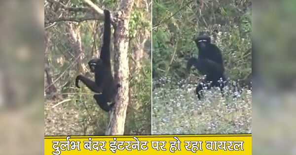 What kind of monkey is this without a tail IAS officer parveen kaswan ...