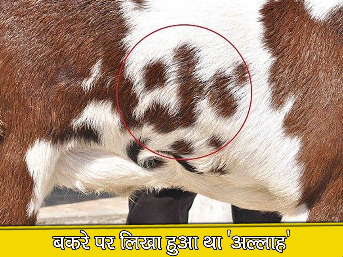 Allah written on the goat in Arabic bought 51 lakhs as people buy 2BHK ...