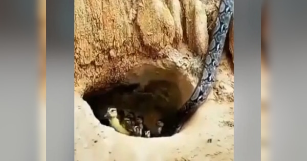 Shocking: A big python attacks ducks, then the mother duck saves her ...