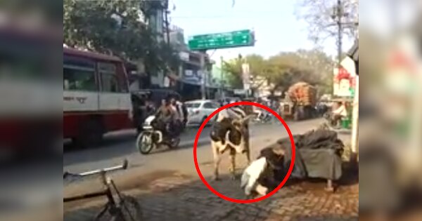 Animal Video man was walking comfortably bull attacked from behind ...