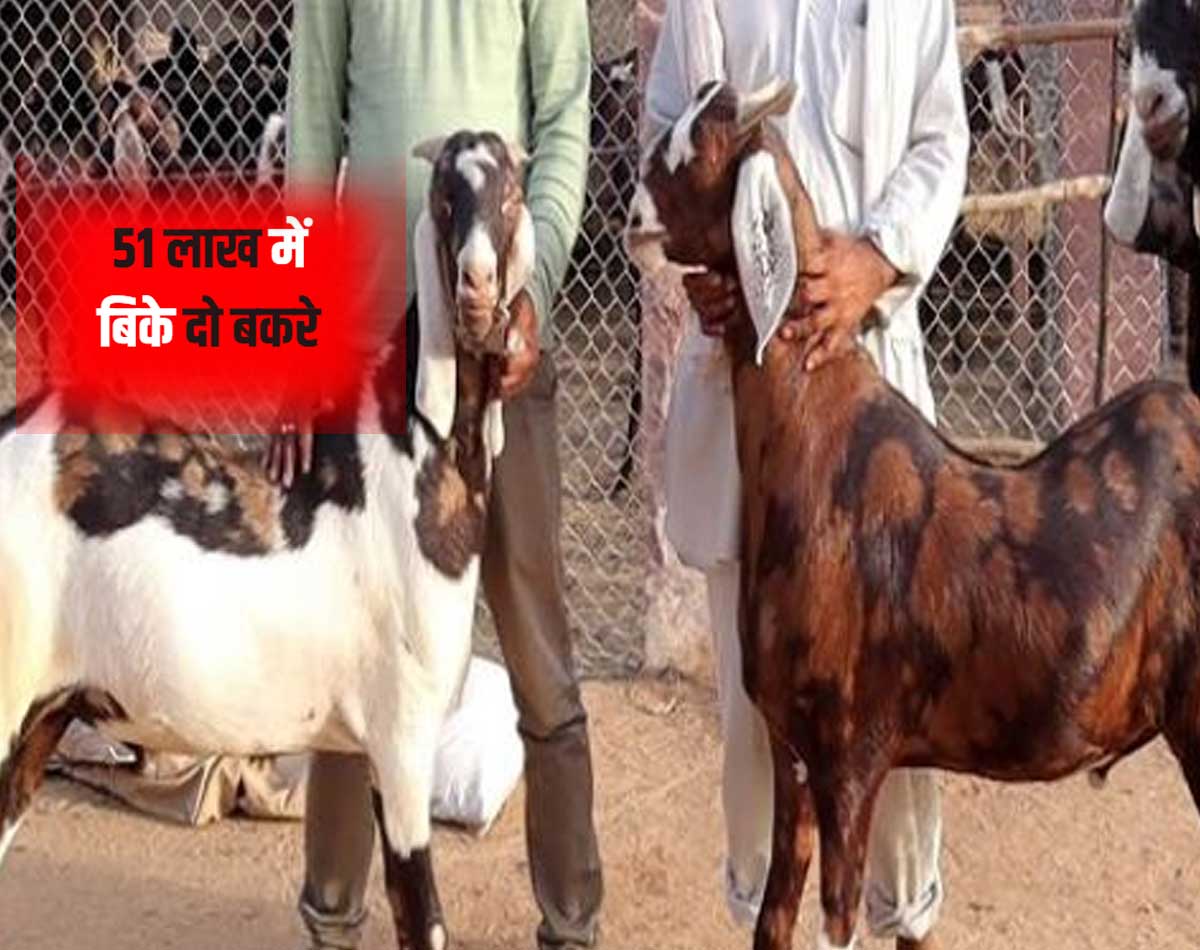 Bakri Eid Two goats sold for 51 lakhs in Lucknow Mandi Allah Mark ...