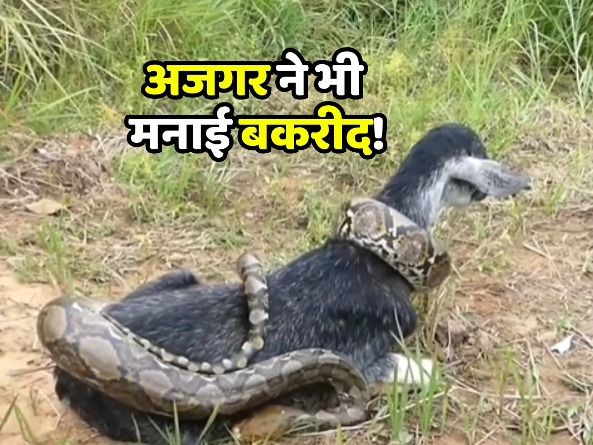 Python also celebrated Bakrid snake swallowed whole goat | Snake Video ...
