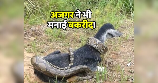 Python also celebrated Bakrid snake swallowed whole goat | Snake Video ...