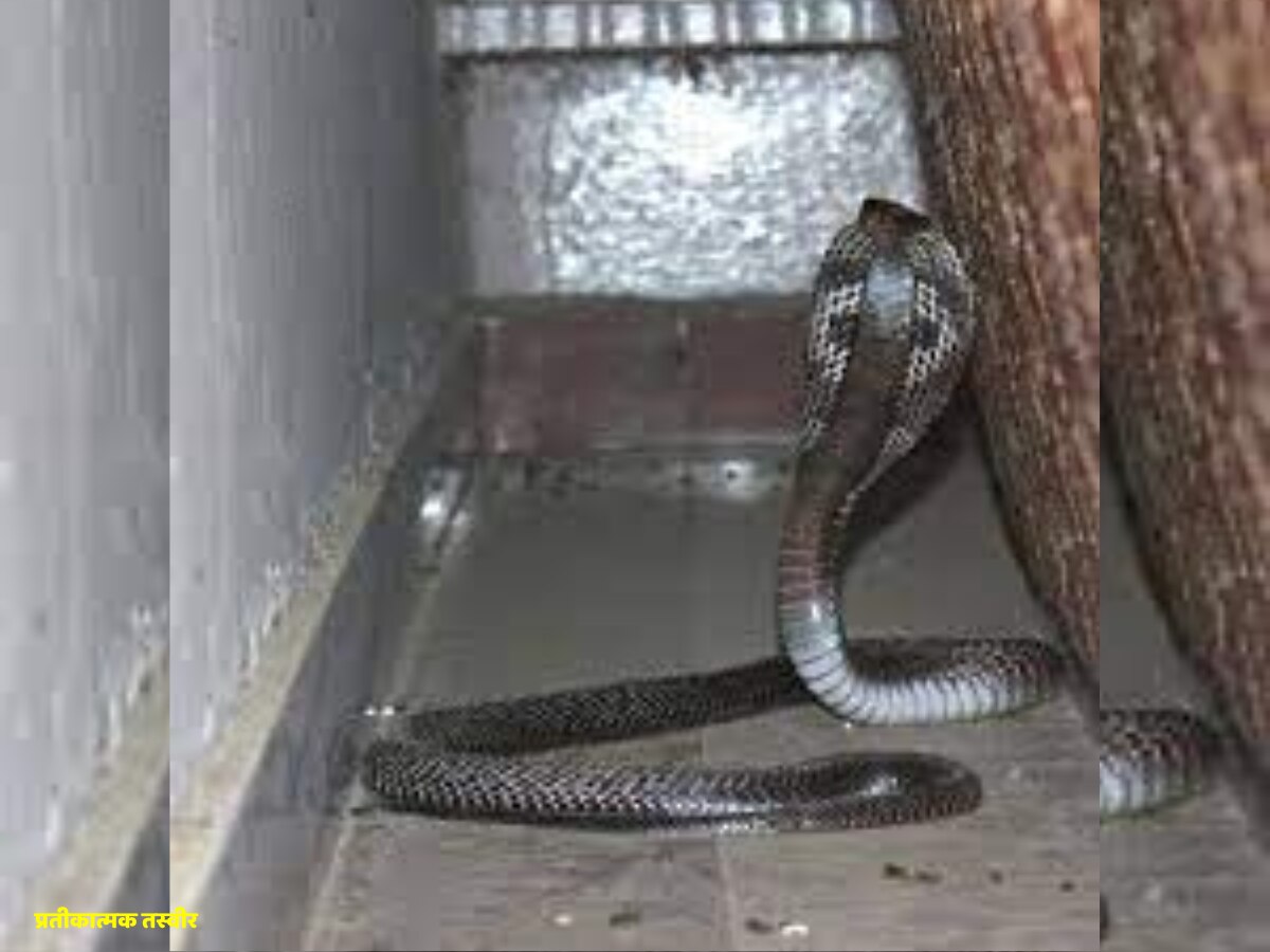 cobra reached judge bungalow 5 feet long snake came behind suitcase ...