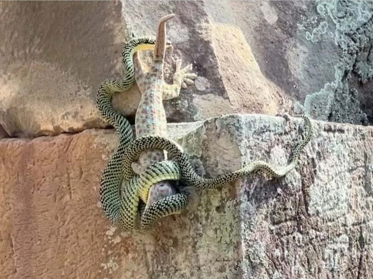 Watch: Video of lizard and snake fight goes viral on social media.