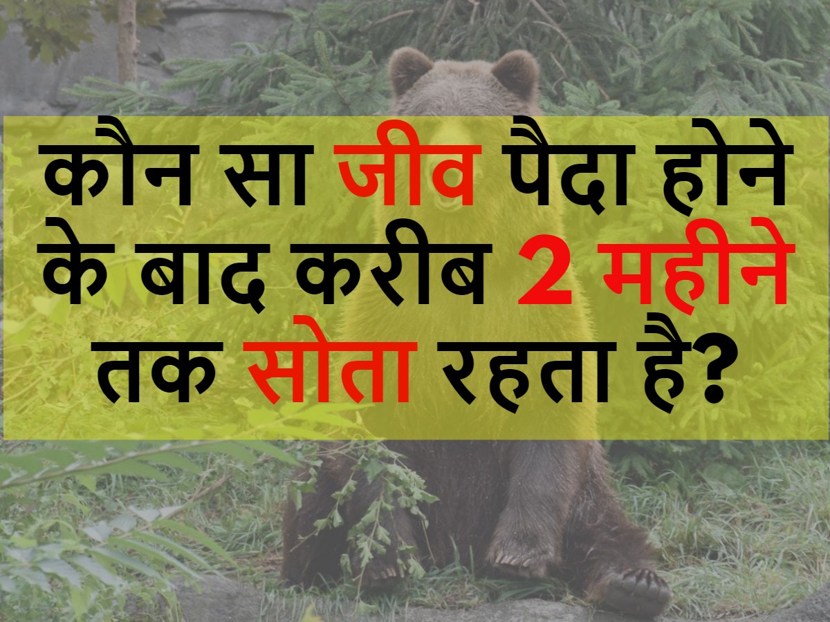 Which animal sleeps for about two months after being born | Quiz: कौन ...