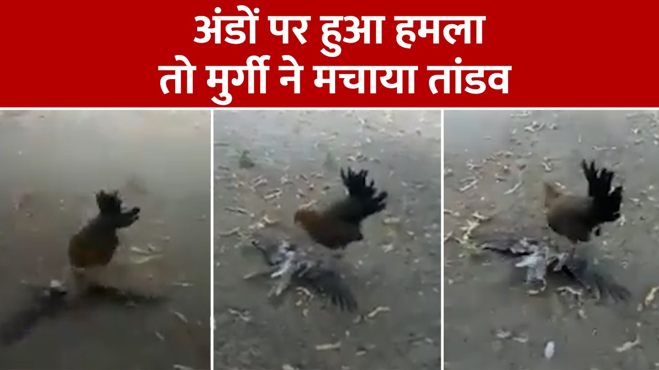 Hen gone mad after a bird attack on her eggs watch video | Viral Video ...