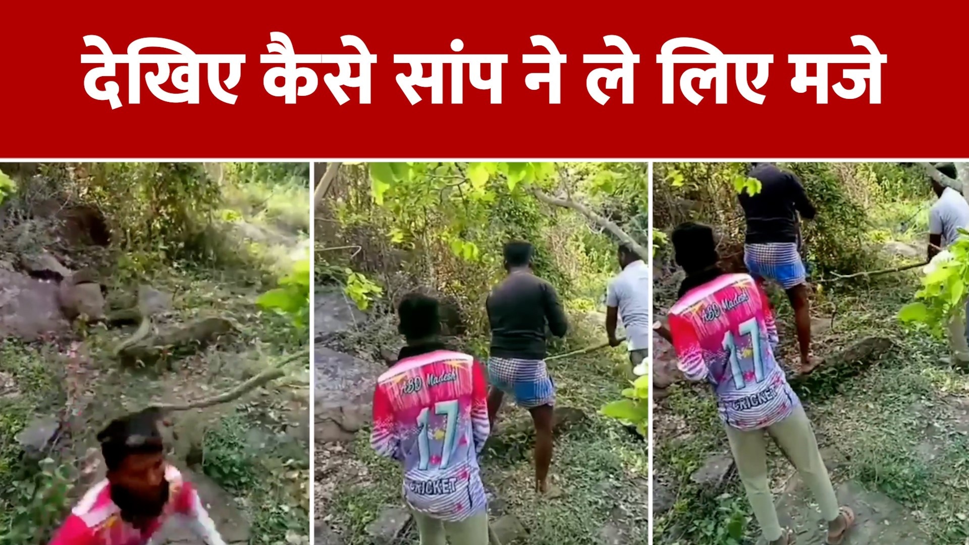 See how dangerous python did video of attack on these humans | Viral ...