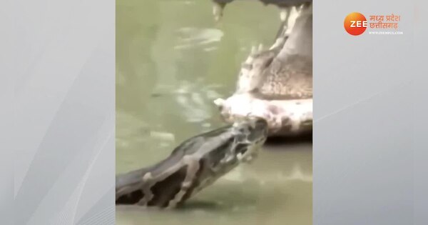Python video Python snake clashed with crocodile under water magarmach ...