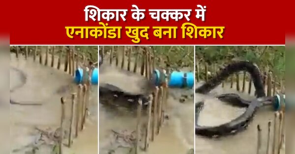 python trapped putting live chicken as bet anaconda video video | Anaconda Video: कैसे होता है ...