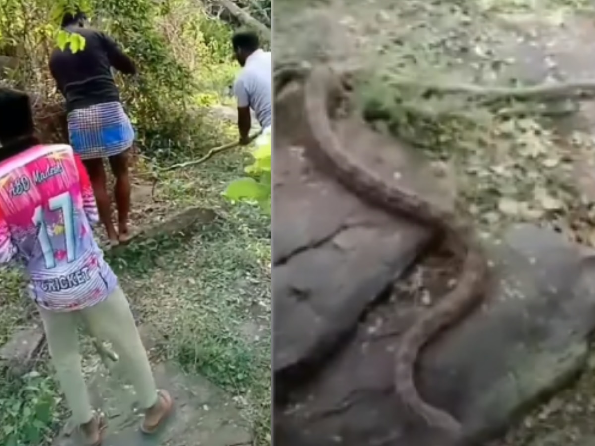 Snake Video youth went to catch python | Snake Video : अजगर को पकड़ने ...