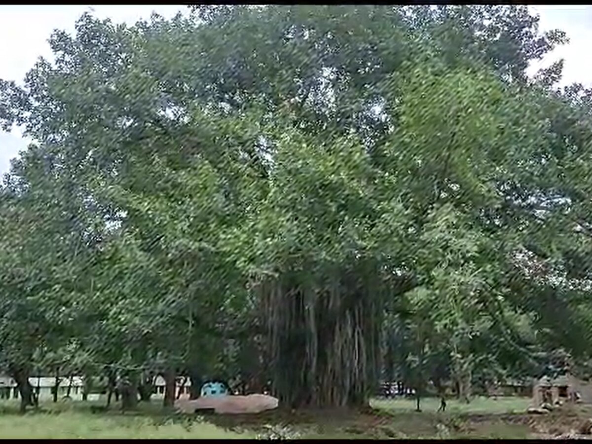 Gaurela Pendra Marwahi People Opposed To Cutting 1000 Year Old Banyan ...