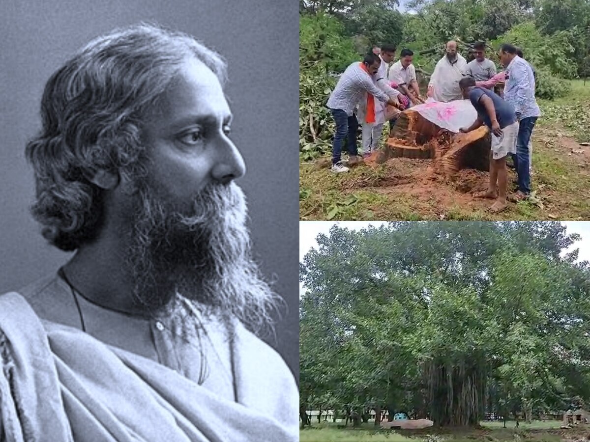 Gaurela Pendra Marwahi People Opposed To Cutting 1000 Year Old Banyan ...